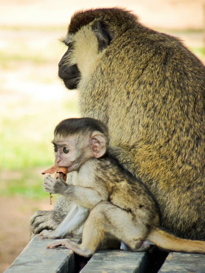 Baby Monkey with Its Mother Stock Image - Image of wildlife, macaque ...