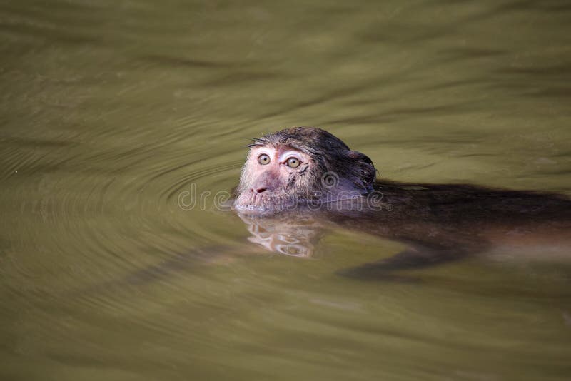 Monkey Swimming at Mangrove Forest. Stock Photo - Image of mangrove ...