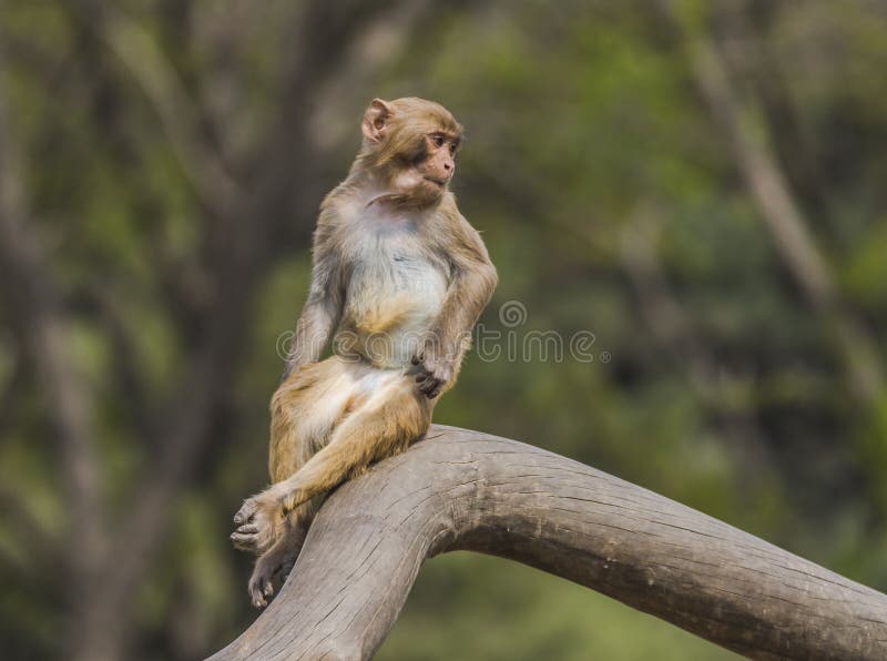 Young macaques stock photo. Image of young, outdoors - 58217036