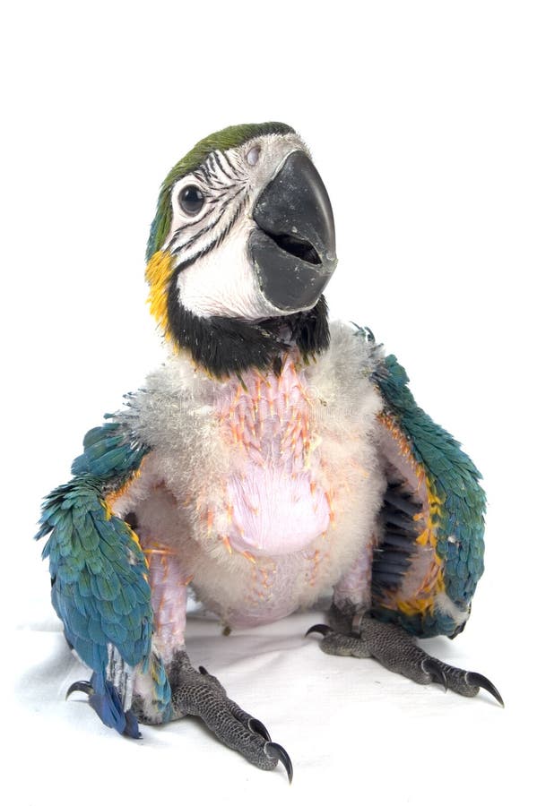 Baby macaw stock photo. Image of adorable, wild, youth - 5702882