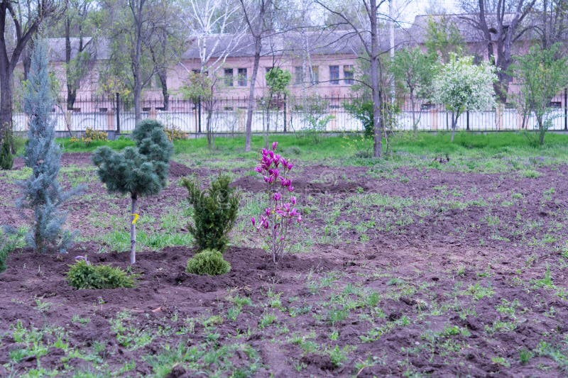 Young Magnolia Tree and Coniferous Trees. Young Trees in the City Park ...