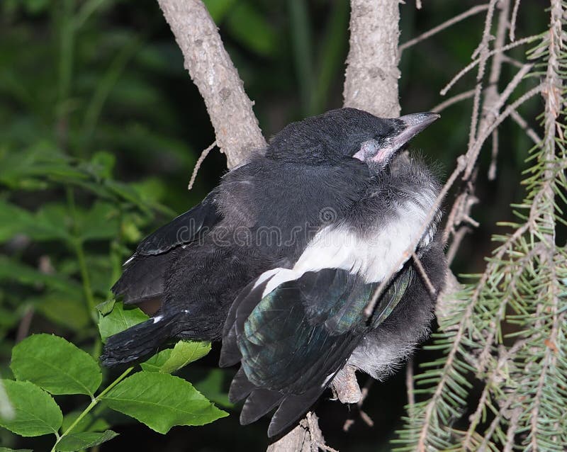 Young Magpie or Pica Hudsonia Stock Image - Image of agressive ...