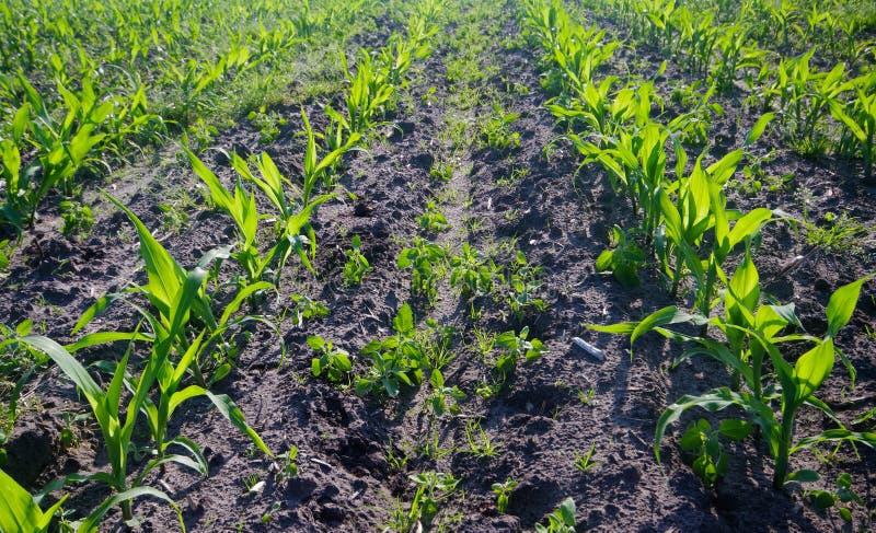 Young Maize Plants on a Field Stock Photo - Image of plants, maize ...