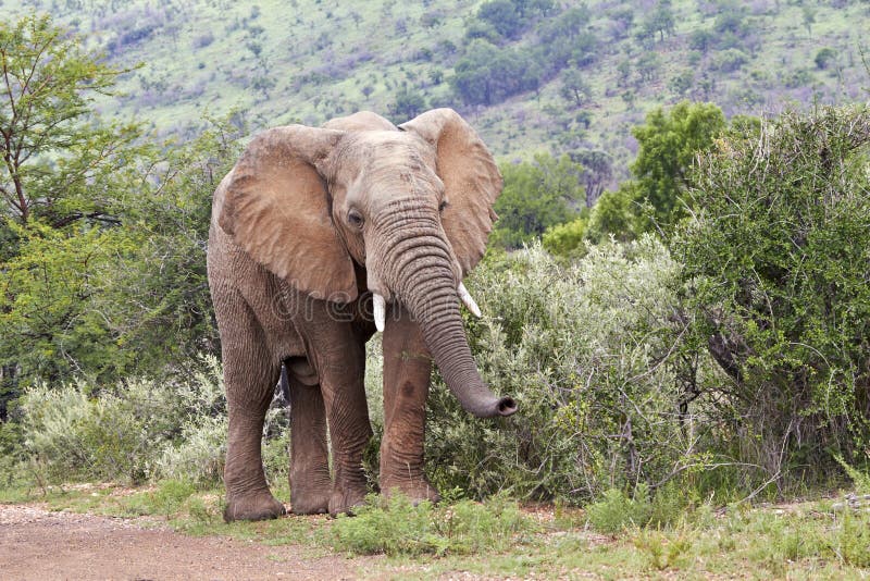 Young Male African Elephant Feeding Stock Image - Image of mammal ...