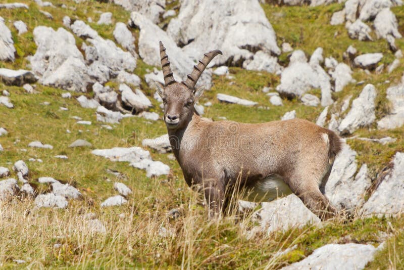 Male Alpine Ibex, Switzerland Stock Image - Image of nature, europe ...