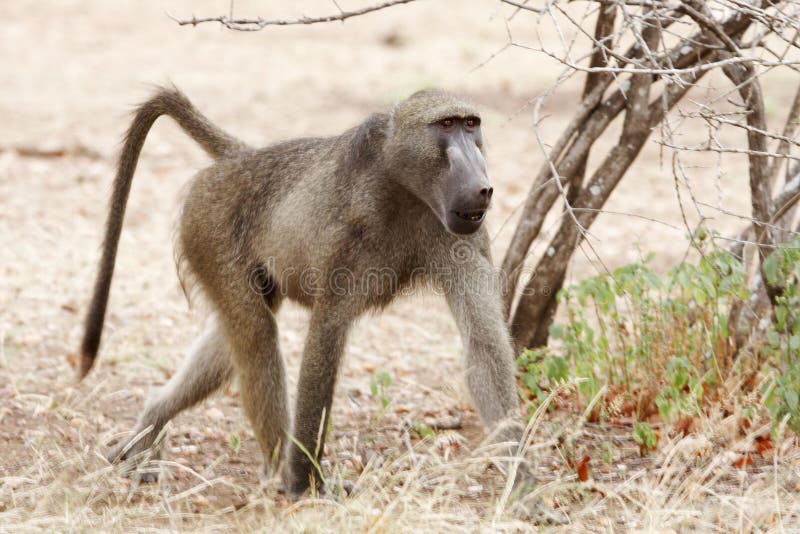 Young male baboon stock photo. Image of veldt, african - 19617832