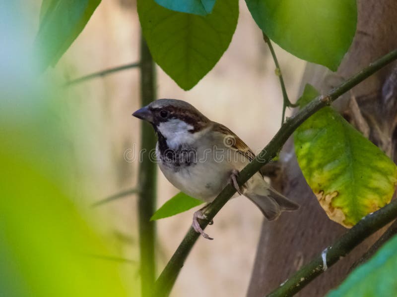 Young Male Bird Sparrow Close Up in between Plant Leaf Wildlife Animal ...