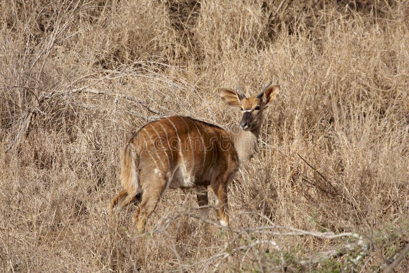 Male Bushbuck in African Grassland Stock Photo - Image of wild, south ...