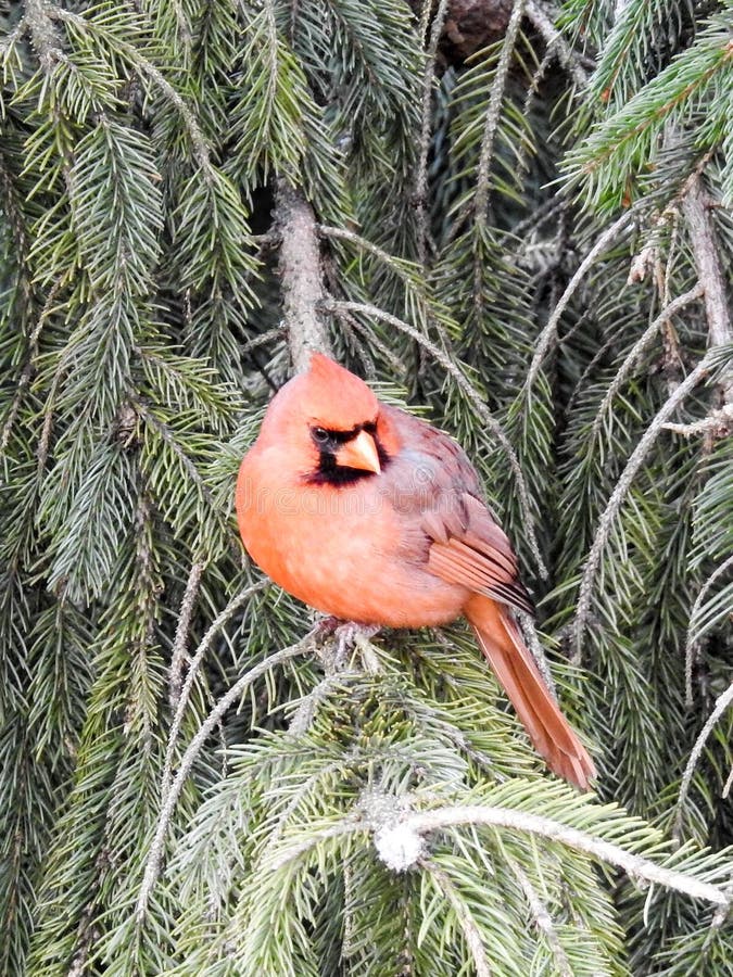 Red Cardinal on Pine Bough with Snowflakes Stock Image - Image of snow ...