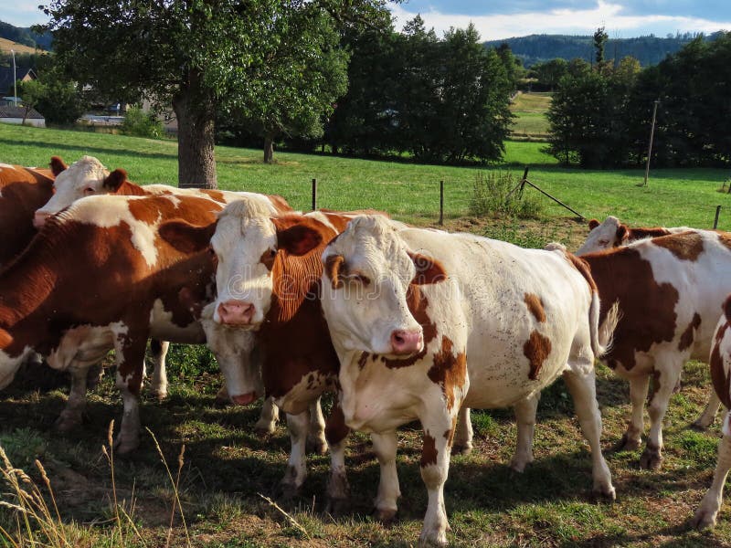 Cattle line up stock photo. Image of beef, gentle, brown - 11831936