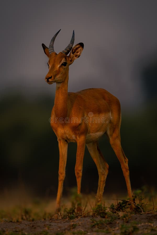 Young Male Common Impala Stands with Catchlight Stock Image - Image of ...