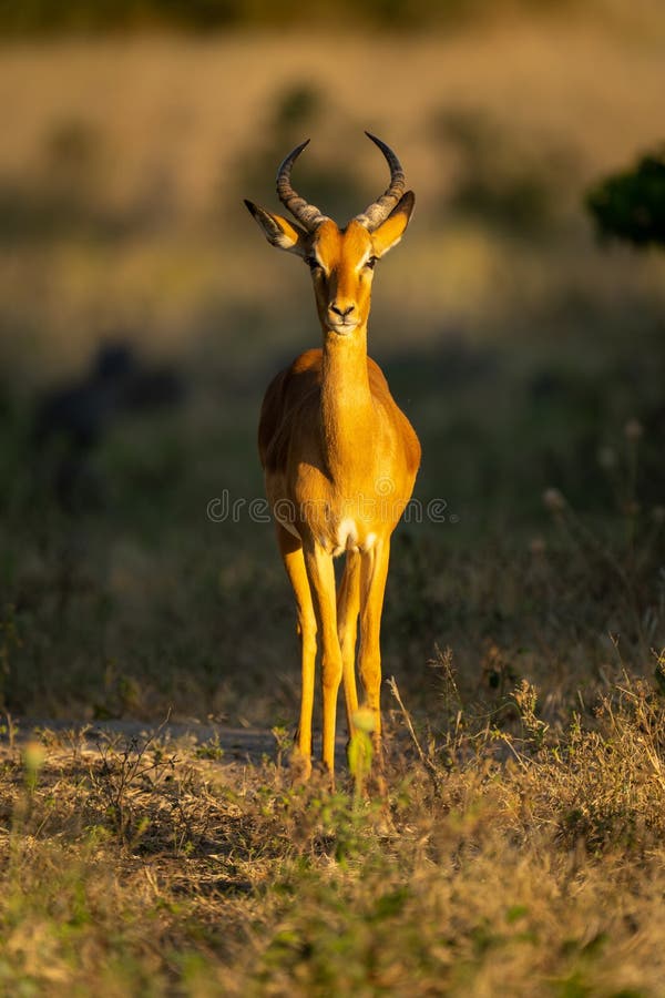 Young Male Common Impala Stands Facing Camera Stock Image - Image of ...