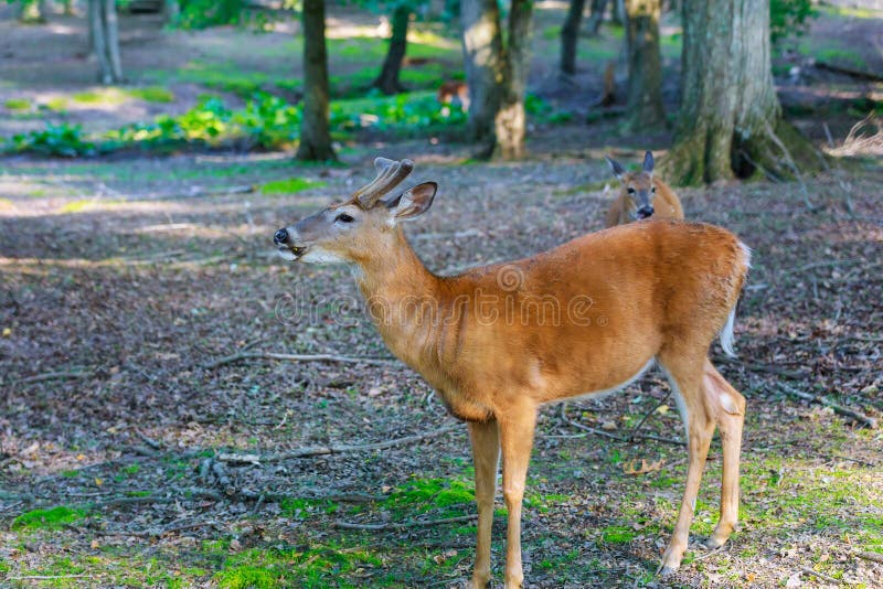 Young Deers on the Forest Woods Stock Image - Image of stag, whitetail ...