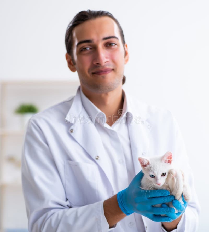 Young Male Doctor Examining Sick Cat Stock Photo - Image of cleaning ...