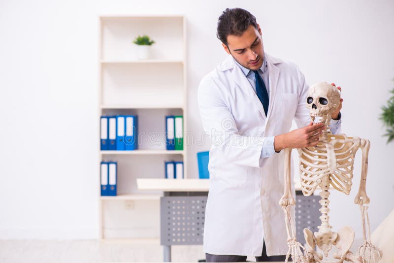 Young Male Doctor with Skeleton Stock Photo - Image of anatomy, model ...