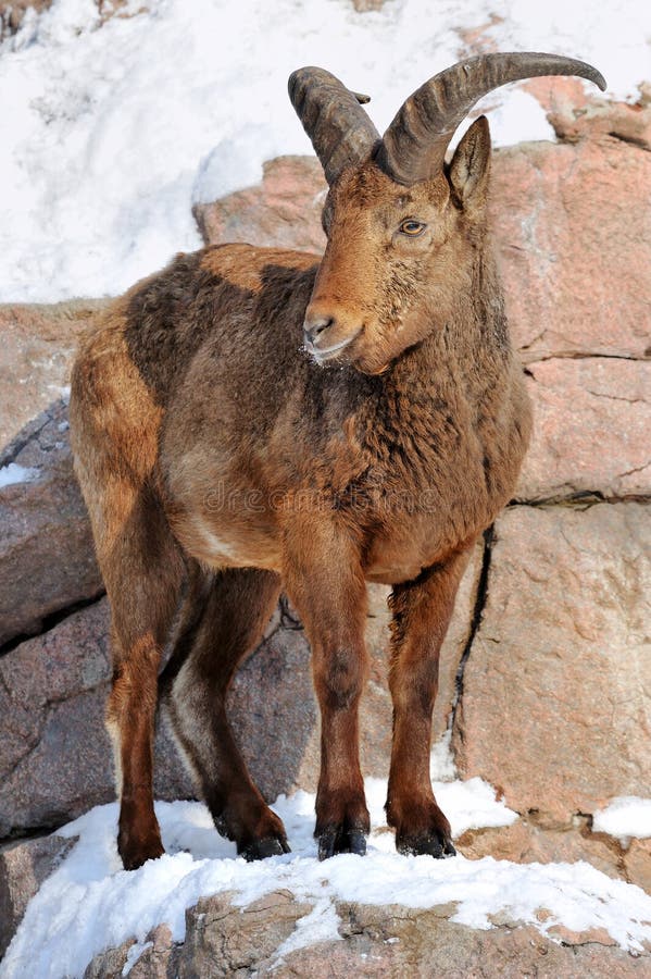 Young Male East Caucasian Tur Stock Photo - Image of russia, azerbaijan ...