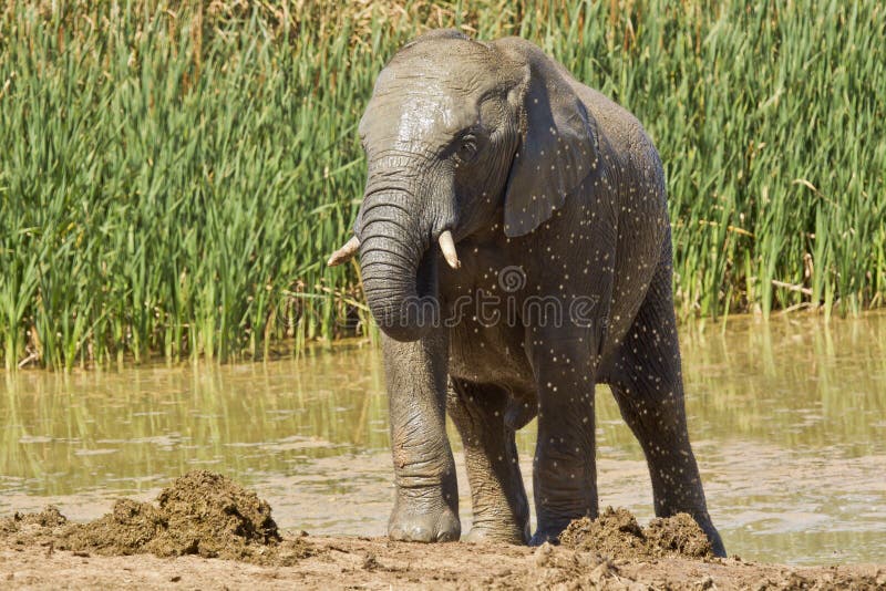 Young Male Elephant Cooling Off Stock Photo - Image of pachyderm, ivory ...