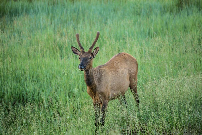 Male Elk Yearling Grass Colorado Stock Photos - Free & Royalty-Free ...