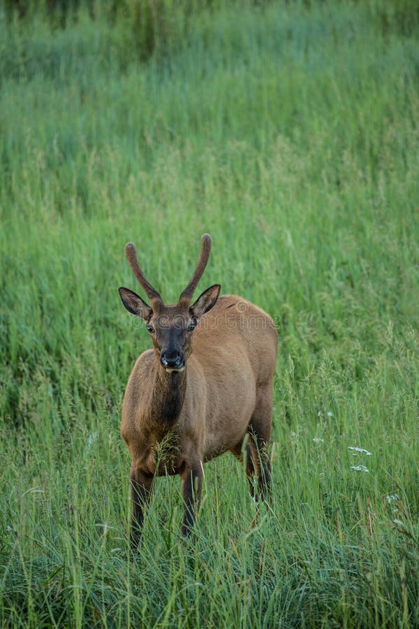 Young Male Elk Looking stock photo. Image of nature, horn - 38360928