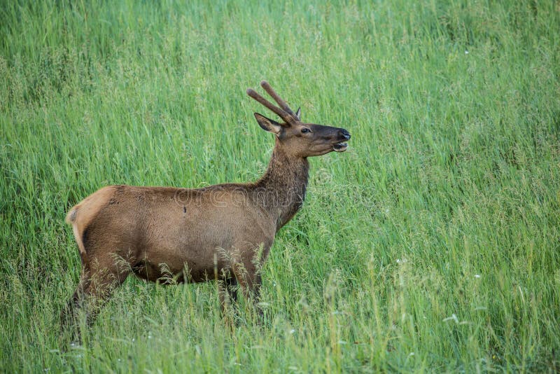 Young Male Elk Profile in Colorado Stock Image - Image of horn, baby ...