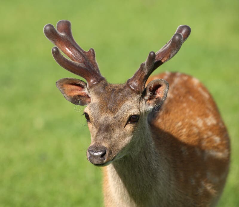 Young male Fallow Deer stock image. Image of antlers - 32554867