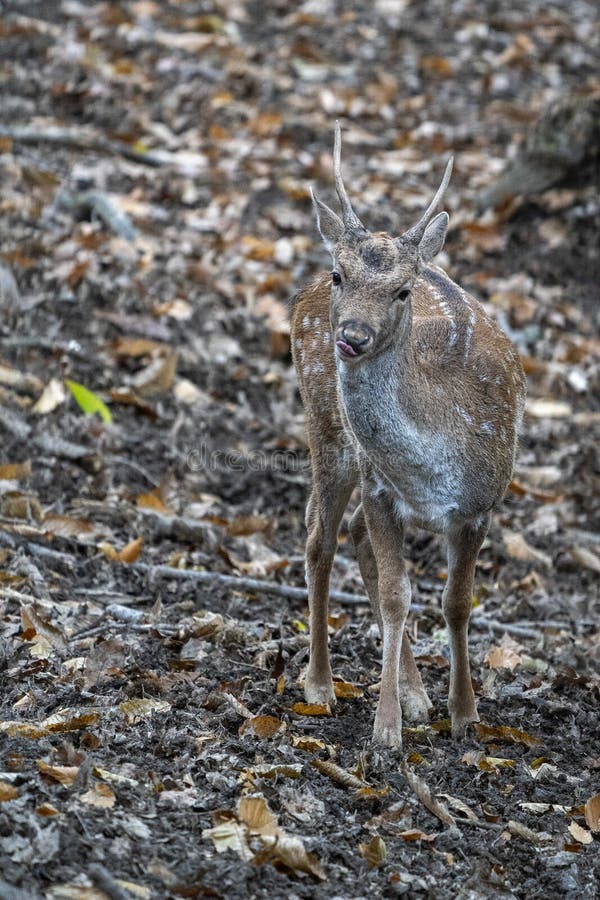 Young Male Fallow Deer in Love Season Stock Photo - Image of deer ...