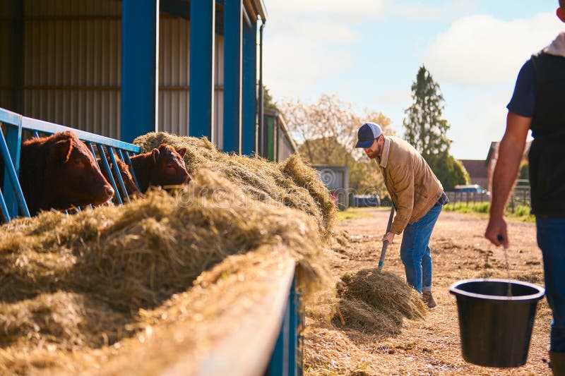 Young Male Farm Worker Using Pitchfork To Feed Hay To Cattle in Barn ...