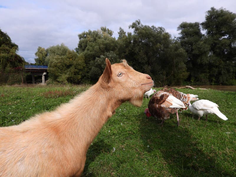 Young Male Goat Watching Sky Stock Photo - Image of closeup, farming ...