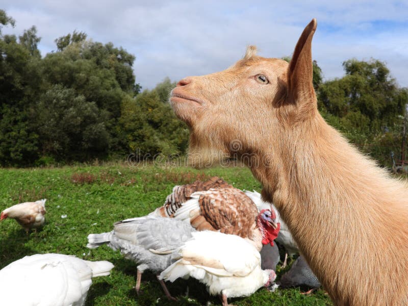Goat Watching in Green Grass Stock Image - Image of outdoor, face ...