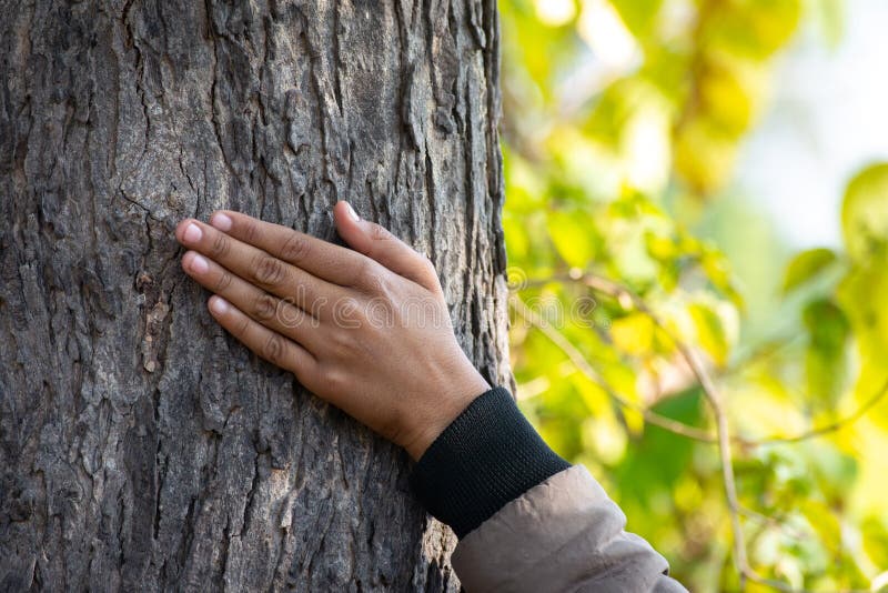 Young Male Hand Touching a Tree in Forest. Stock Photo - Image of ...