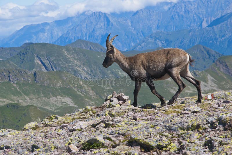 Young male ibex stock image. Image of orobie, mountains - 25847615