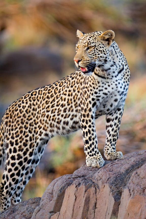 Young male leopard stock photo. Image of five, leopard - 14782118