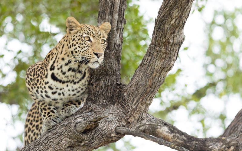 Young Male Leopard, Botswana Stock Photo - Image of botswana, male ...