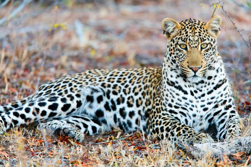 Male Leopard Namibia stock image. Image of reserve, leopard - 1415709