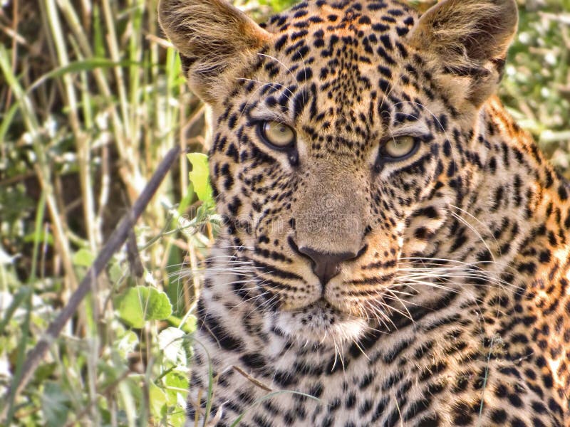 Young Male Leopard, South Africa Stock Image - Image of portrait ...