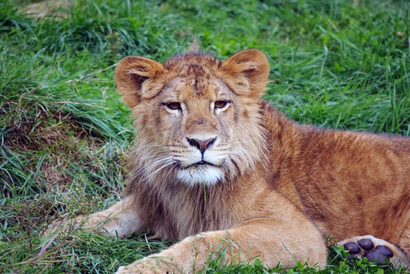 Young male lion stock photo. Image of male, fauna, carnivore - 10586952