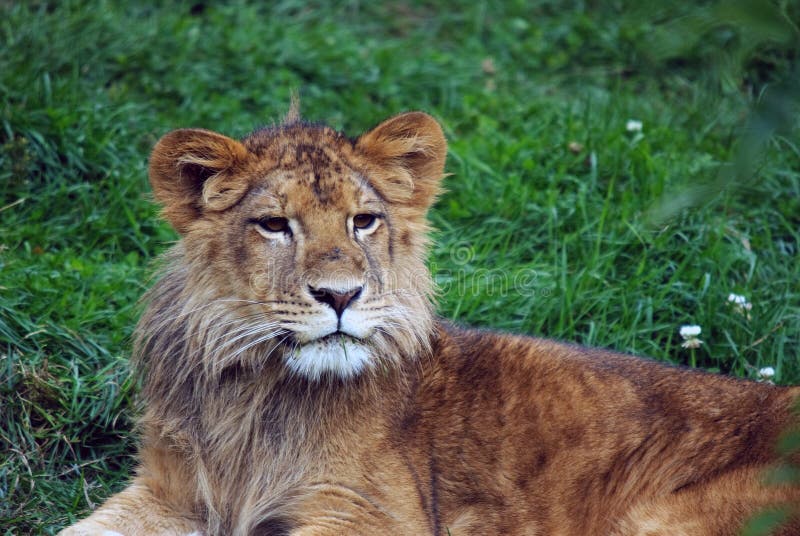 Young male lion stock photo. Image of wildlife, mammal - 11390124