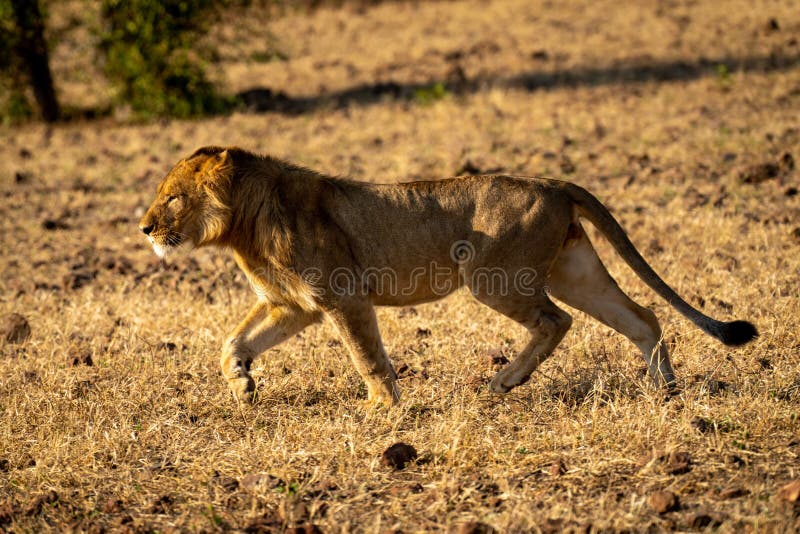 Young Male Lion Runs Right To Left Stock Image - Image of lion, five ...