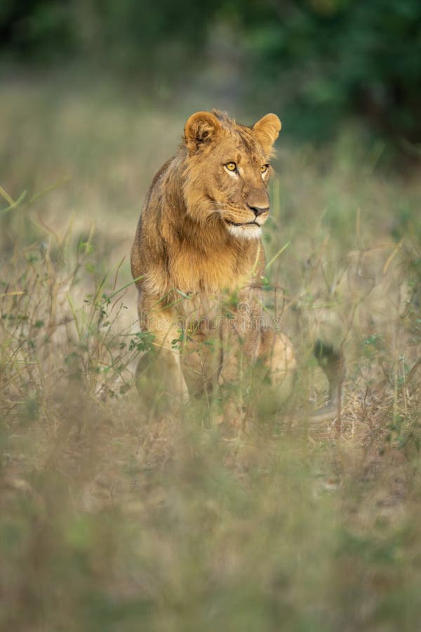 Young Male Lion Watches Camera Over Rocks Stock Photo - Image of ...