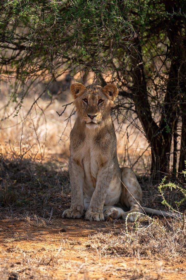 Young Male Lion Watches Camera Over Rocks Stock Photo - Image of ...