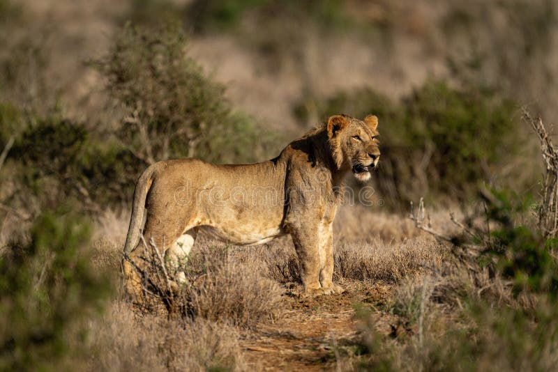 Young Male Lion Watches Camera Over Rocks Stock Photo - Image of ...