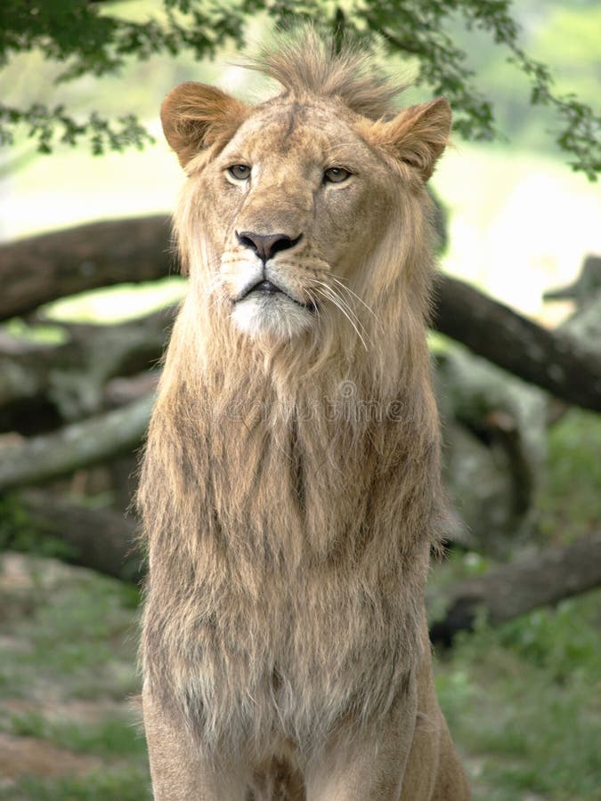 Young male lion vertical stock photo. Image of look, african - 5300944
