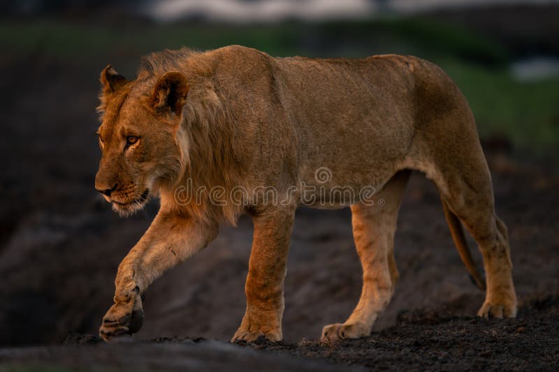 Young Male Lion Walks Past Lifting Foot Stock Image - Image of lodge ...
