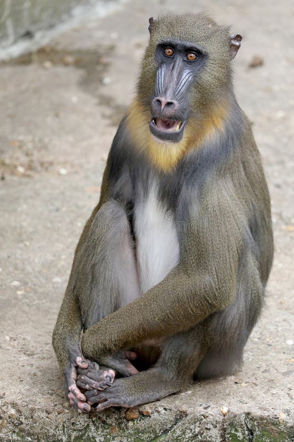Mandrill Portrait 1 stock image. Image of cute, yellow - 34110489