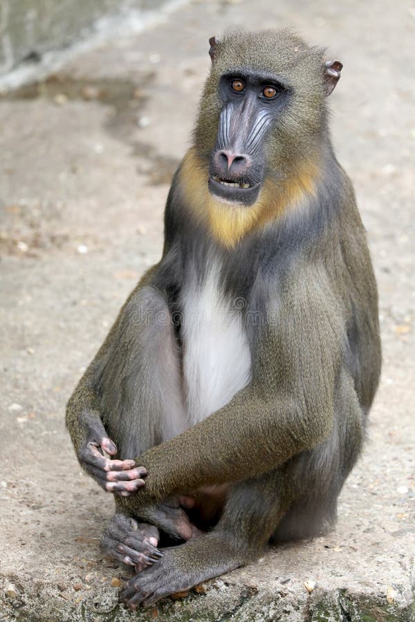 Mandrill stock image. Image of nose, africa, primate - 116628845