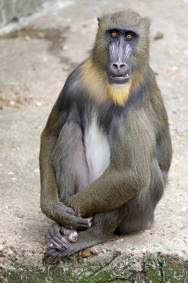 Mandrill stock photo. Image of monkey, mammal, male - 116628848