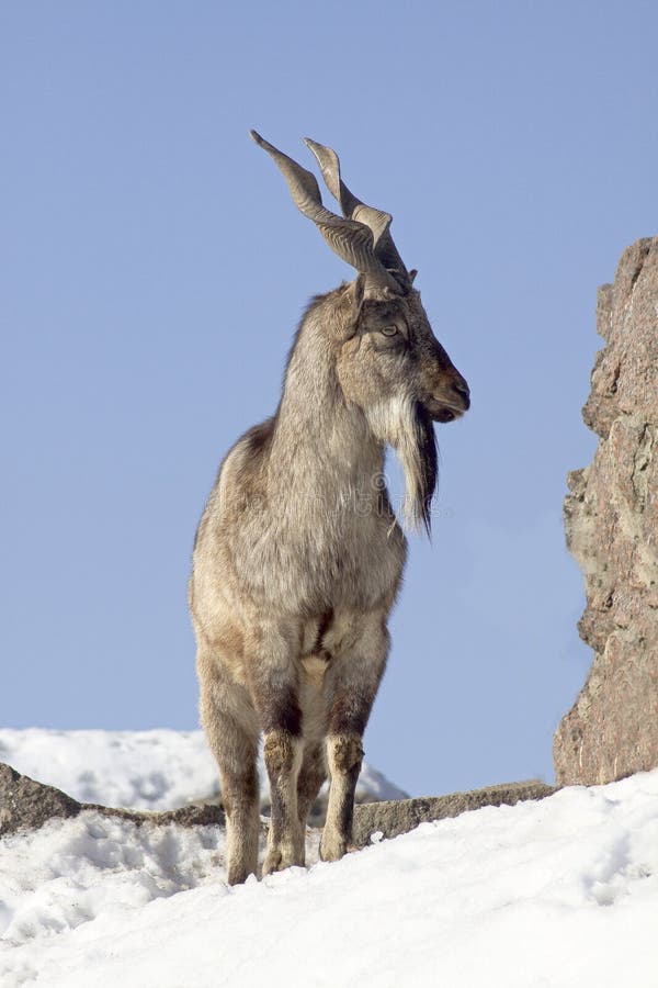 Young male markhor stock photo. Image of mountain, markhor - 28615768