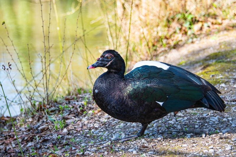 Young Male Myscovy Duck on the Lake Shore Stock Photo - Image of space ...