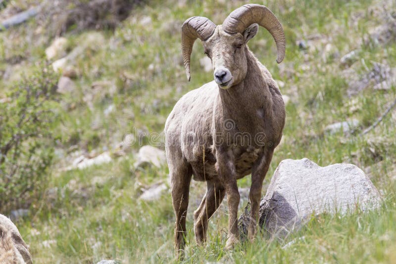 Young male ram on mountain stock image. Image of trophy - 83204497