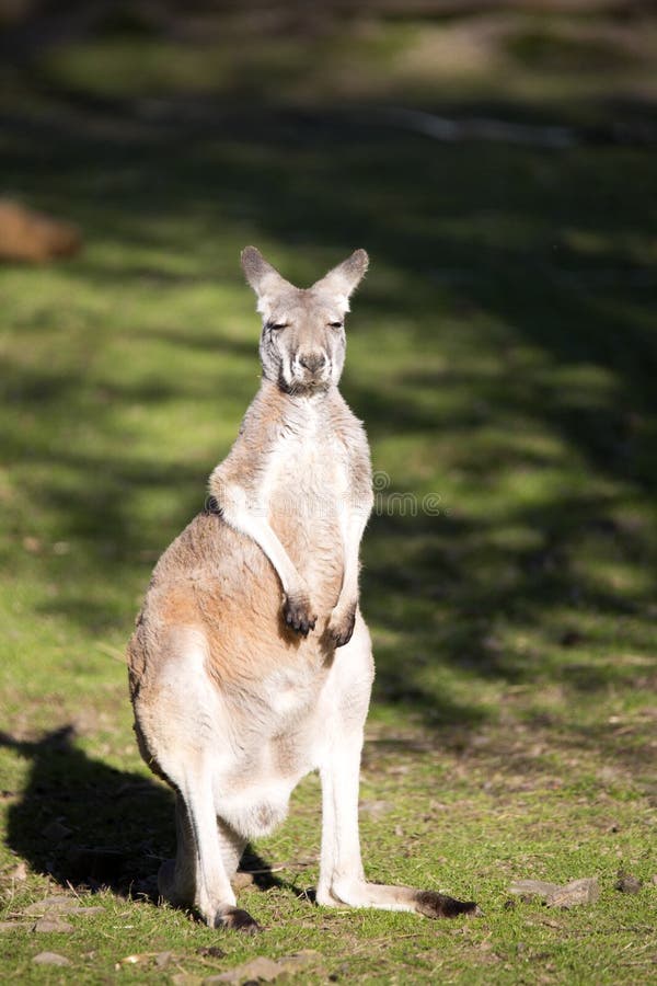 Young Male Red Kangaroo, Megaleia Rufa Stock Photo - Image of park ...